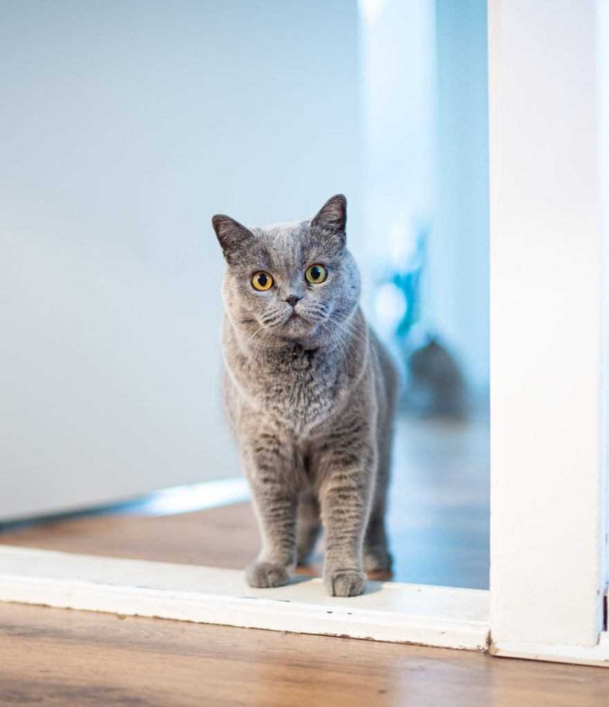 Descubre varios tipos de arena para tu gato - Gatos - Laika Blog Descubre varios tipos de arena para tu gato - Gatos - Laika Blog